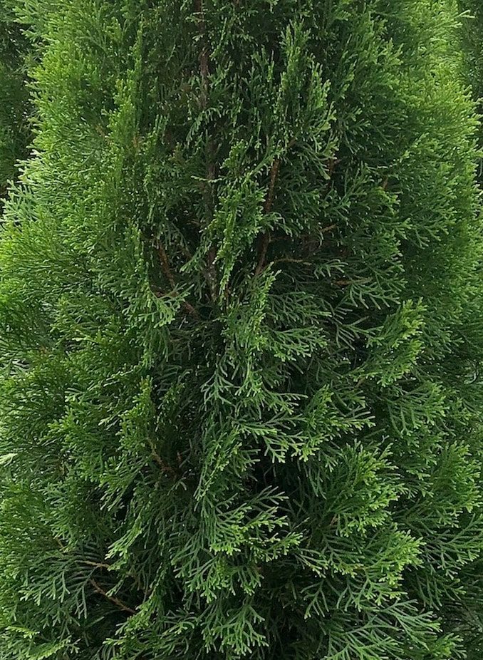 Cedar Trees Vancouver - Cedar Tree Options from Fraser Valley Cedars