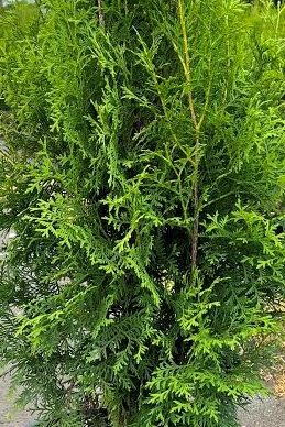 Cedar Trees Vancouver - Cedar Tree Options from Fraser Valley Cedars